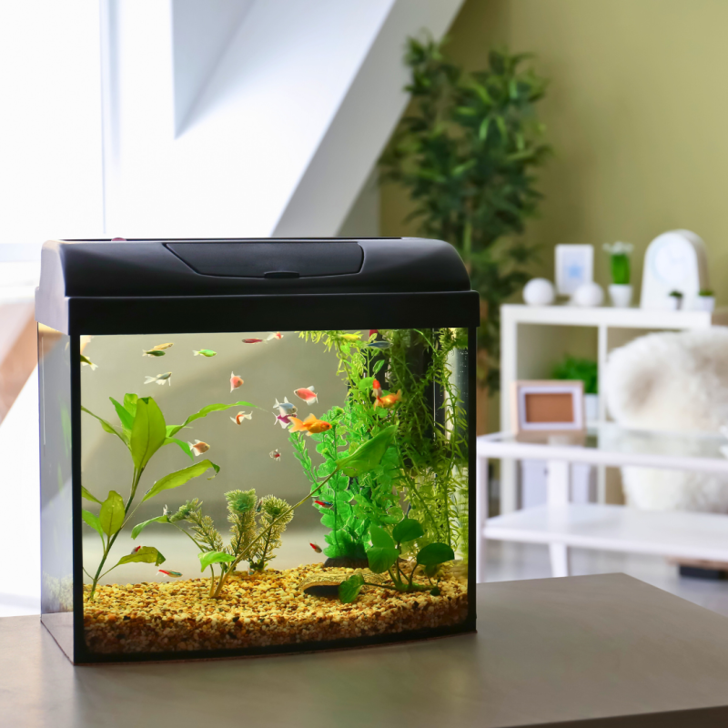 Jak založit akvárium?