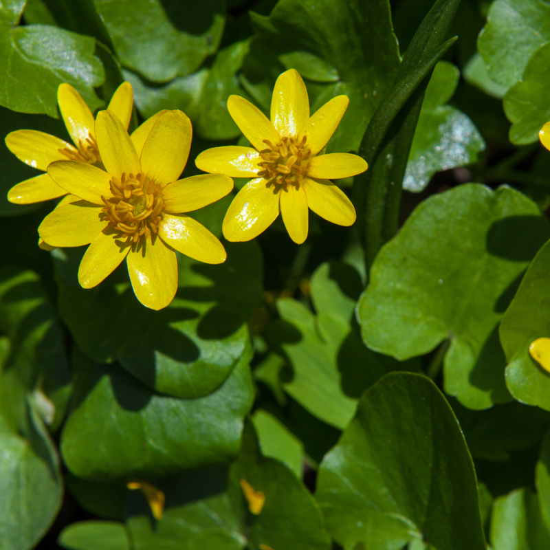 Jaké jedovaté rostliny rostou na pastvinách?